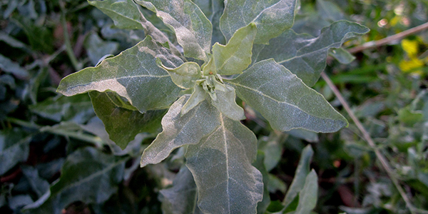 Plants - Sustainable Defensible Space - information about plants in the ...