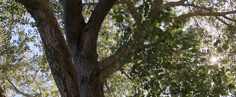 Plants - Sustainable Defensible Space - information about plants in the ...