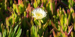 Plants - Sustainable Defensible Space - information about plants in the ...