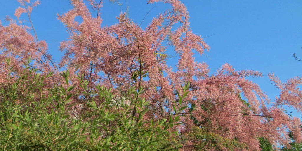 Plants - Sustainable Defensible Space - information about plants in the ...