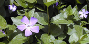 Plants - Sustainable Defensible Space - information about plants in the ...