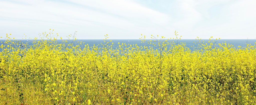 Plants - Sustainable Defensible Space - information about plants in the ...